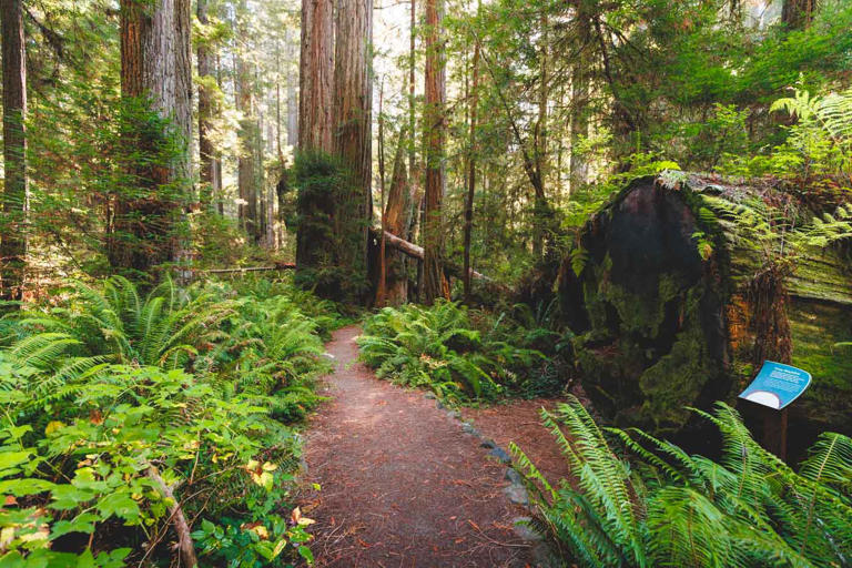 Your Guide to Redwood National and State Parks in California