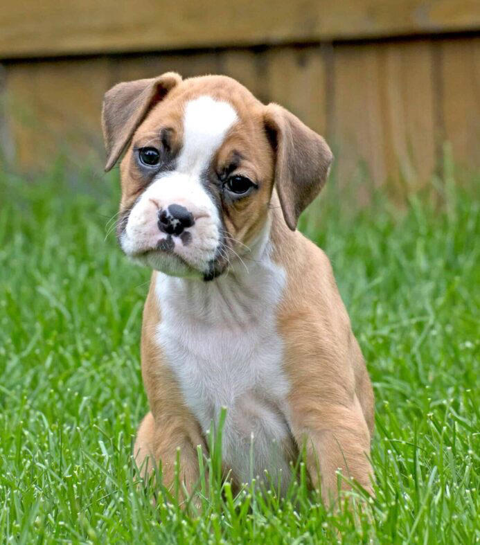 Puppy potty training: Schedule, love, and 10 handy tips