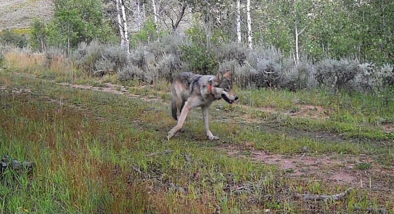 Colorado released wolf found dead was killed by another wolf, had ...