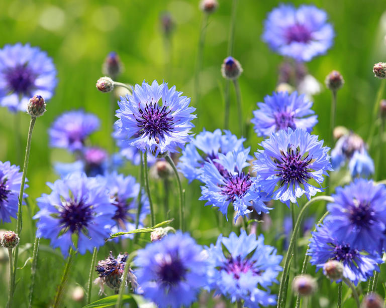 10 bewitching blue flowers that look almost unreal – start them from ...