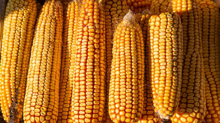 12 Types Of Corn And The Absolute Best Ways To Use Them