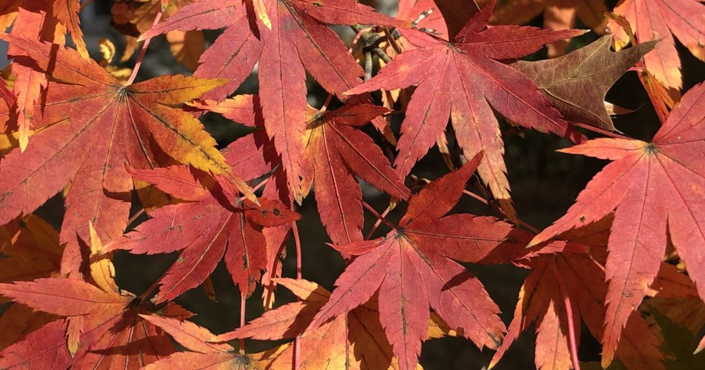 6 Maples with Purple Leaves for Stunning Autumn Displays