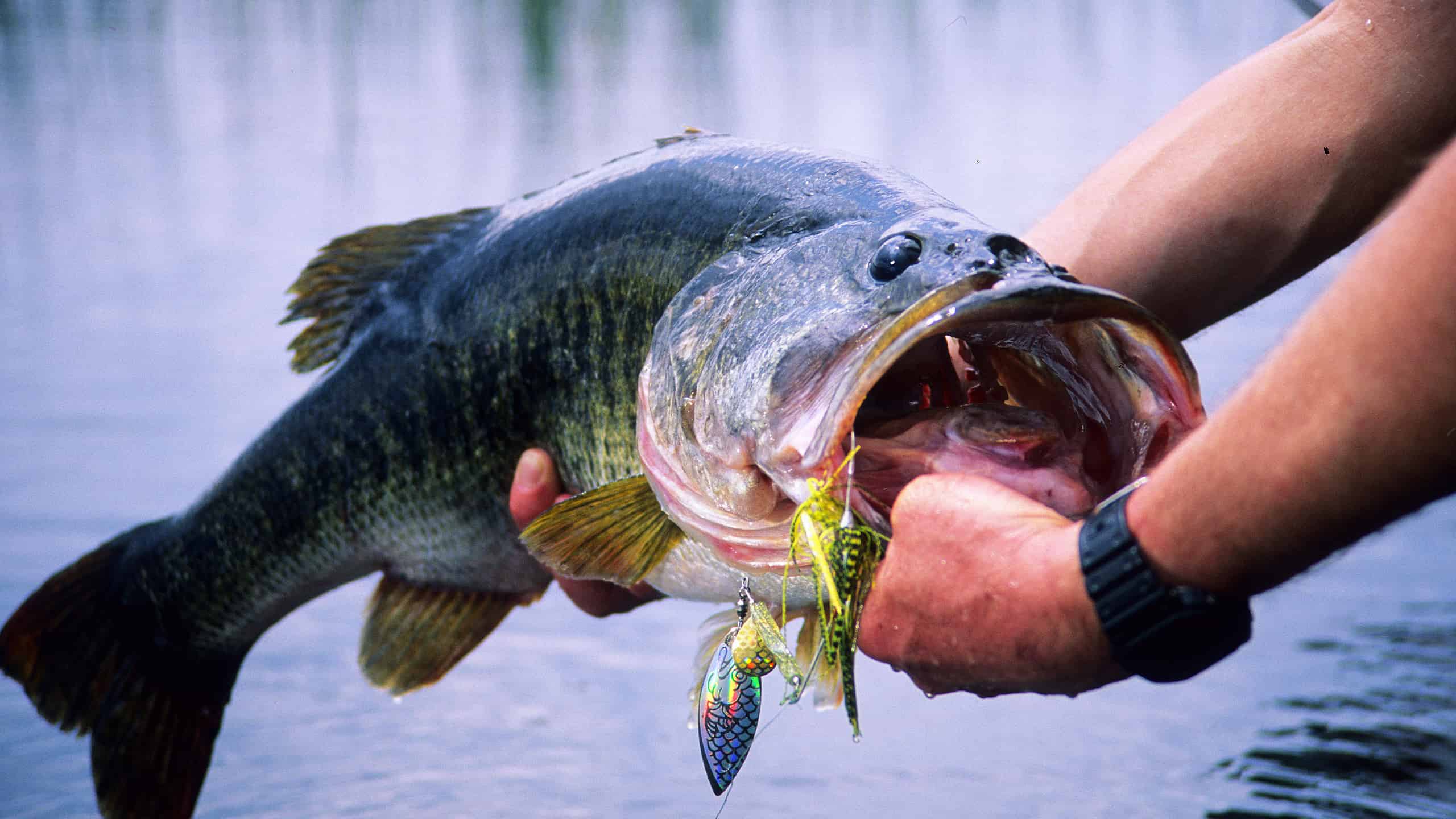 Monster Largemouth Bass Caught in Texas Set a New World Record