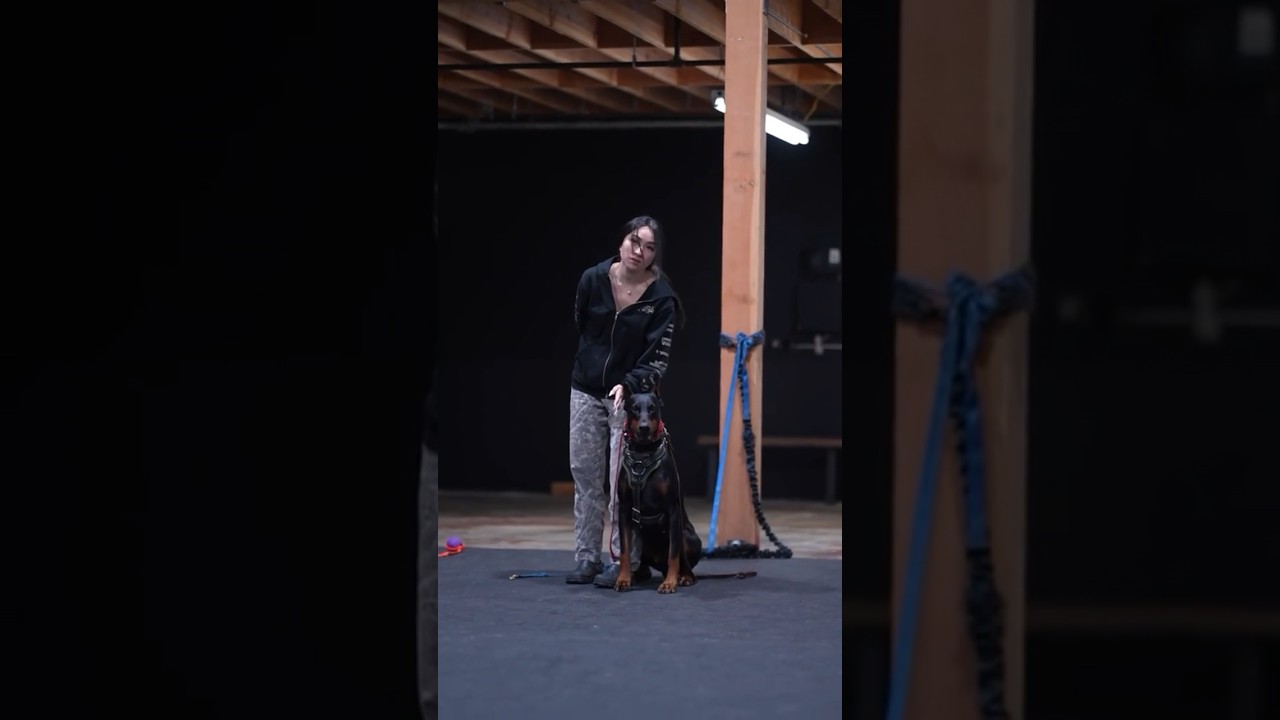 Living With a Protection Dog—Power, Training, and Trust