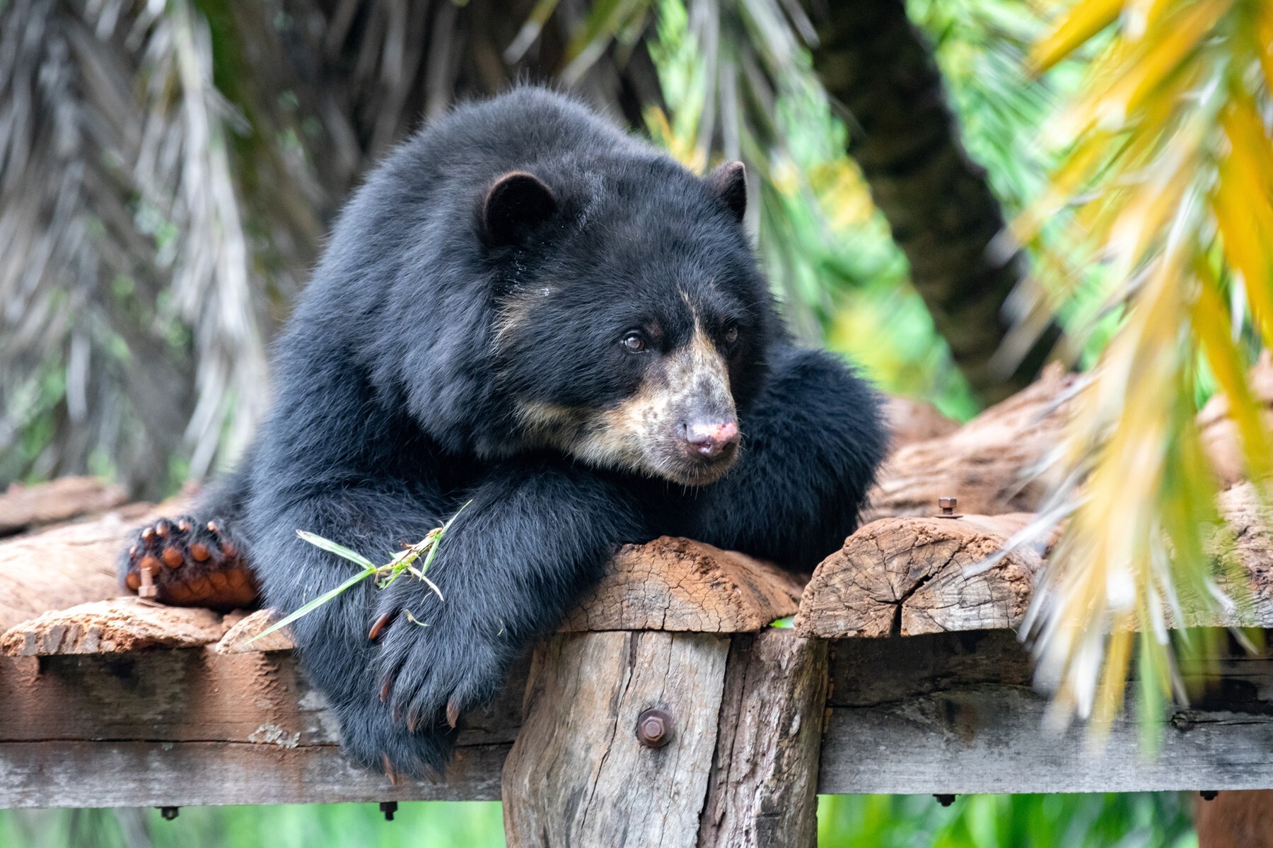 The eight species of bear you may encounter and what to do if it happens