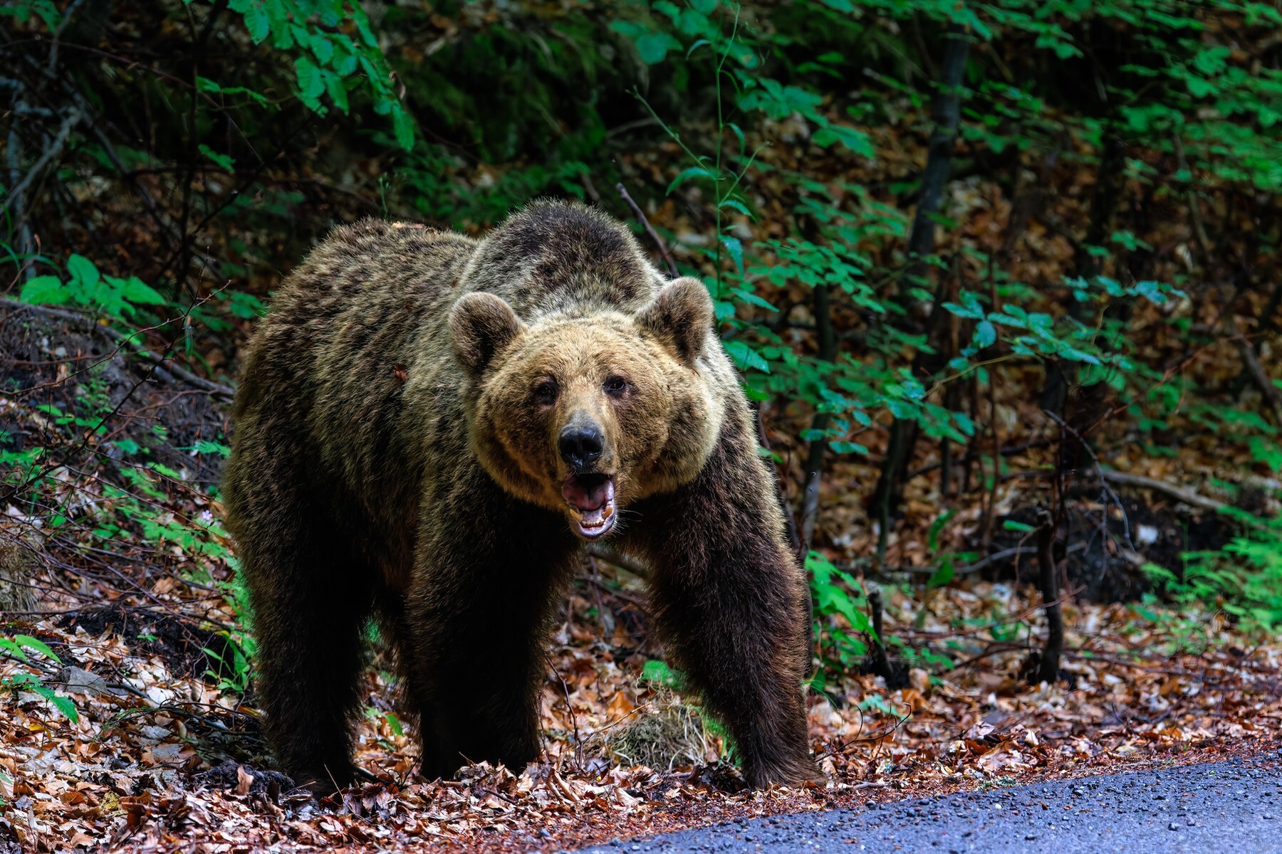 The eight species of bear you may encounter and what to do if it happens
