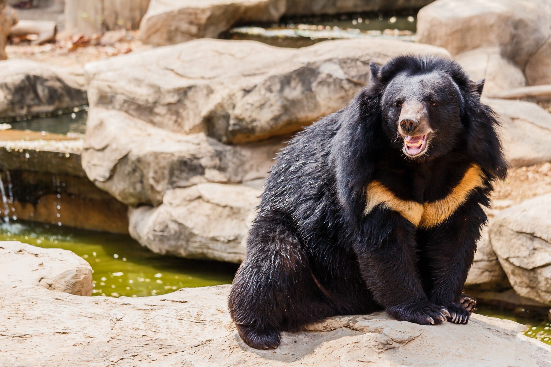 The eight species of bear you may encounter and what to do if it happens