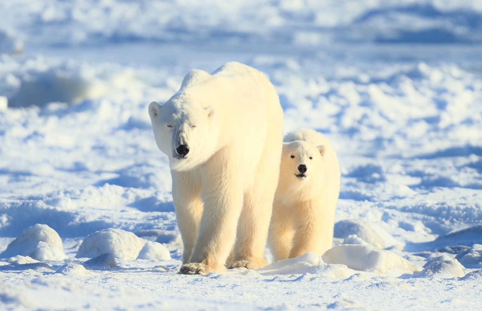 The eight species of bear you may encounter and what to do if it happens