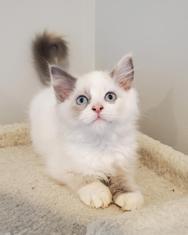 Why Lilac Point Siamese Cats Are So Special (and So Gorgeous)