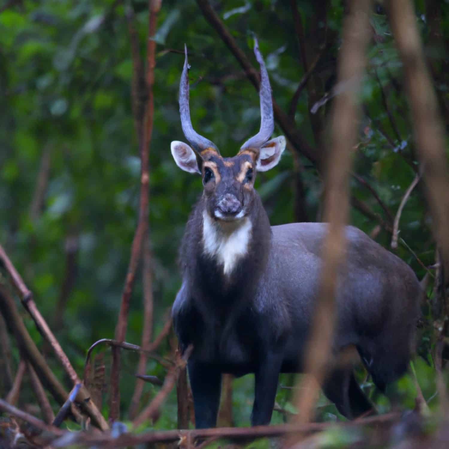 The animal nobody can find: Why the saola might be the rarest mammal on ...