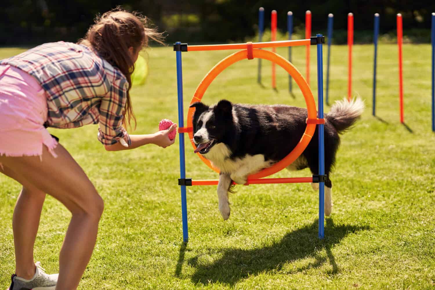 8 Reasons Why Border Collies Are Great Family Dogs