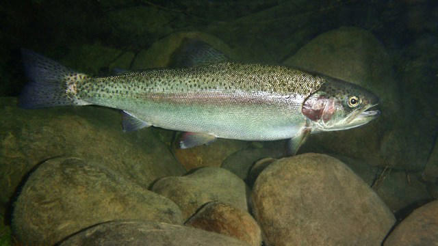 Officials discover 'one of the rarest fish in America' thriving in ...