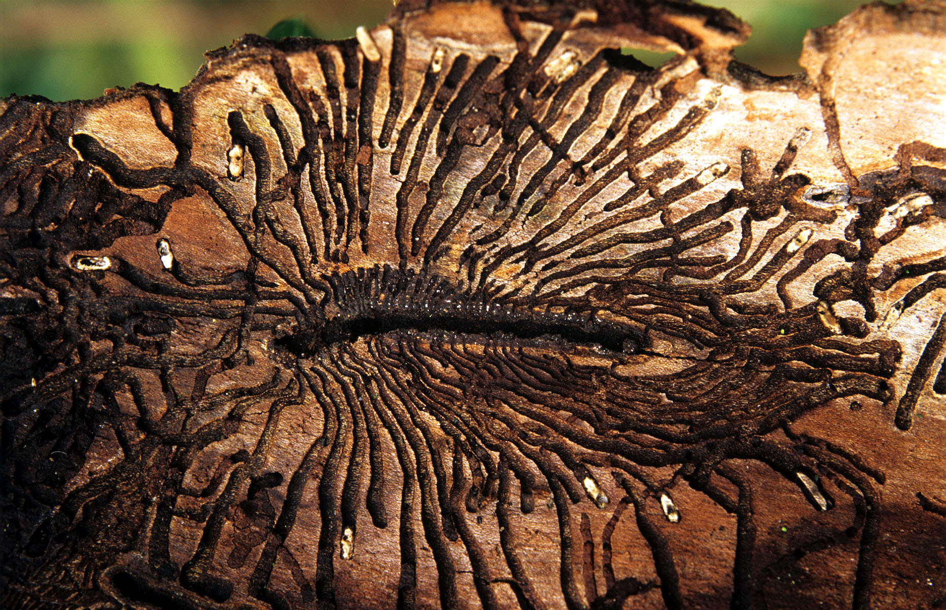 The most invasive species in North America