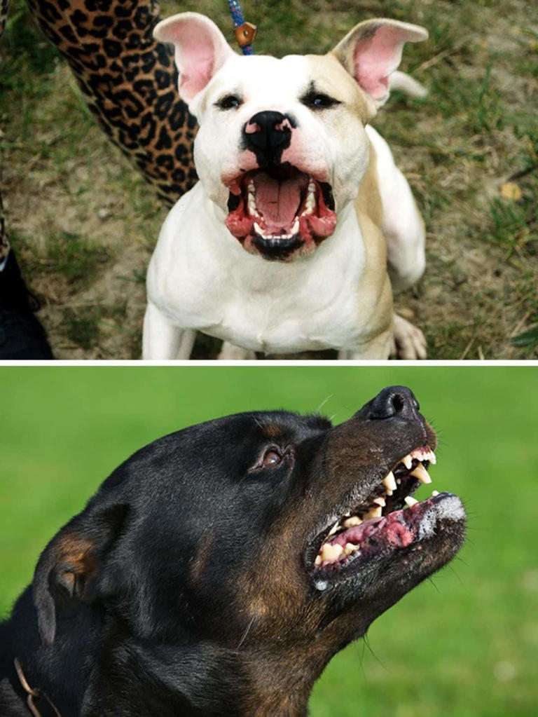 Rottweiler to Pit Bull-7 most aggressive dog breeds Rottweiler to Pit Bull-7 most aggressive dog breeds