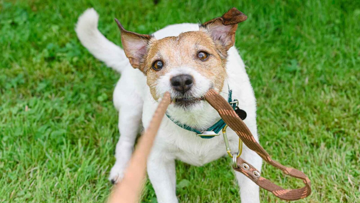 8 Seemingly innocent dog behaviors that can become an issue