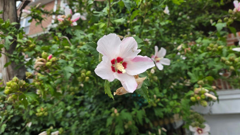 Pixel 9 Pro Fold vs. Galaxy Z Fold 6 Camera Showdown: It's Complicated