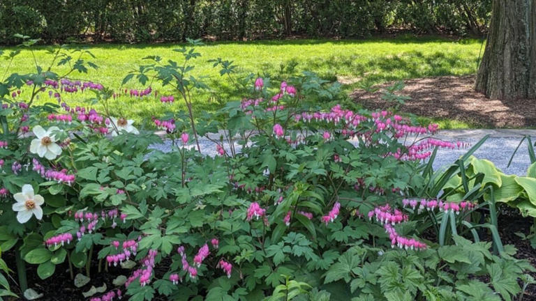 The Complete Guide to Growing Stunning Bleeding Heart Plants
