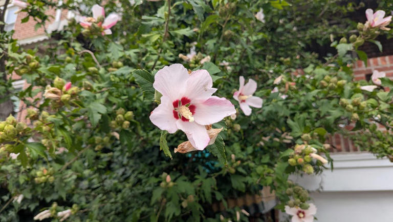 Pixel 9 Pro Fold vs. Galaxy Z Fold 6 Camera Showdown: It's Complicated