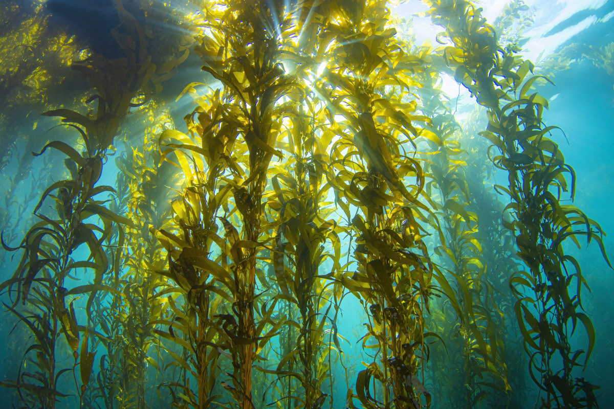 Study Finds Link Between Seaweed and Parkinson's Prevention Study Finds Link Between Seaweed and Parkinson's Prevention