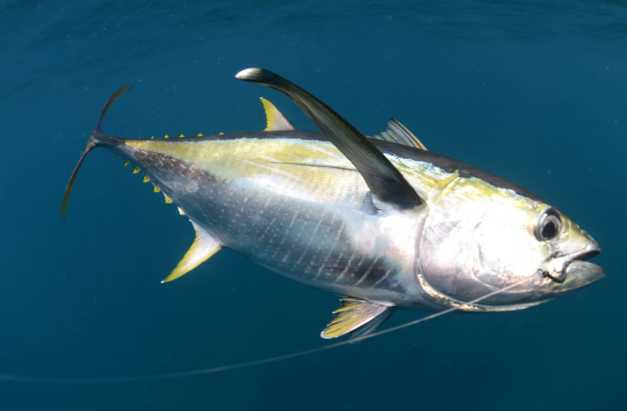 The largest tuna ever caught was a massive creature