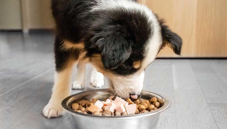 Can Dogs Eat Grains?