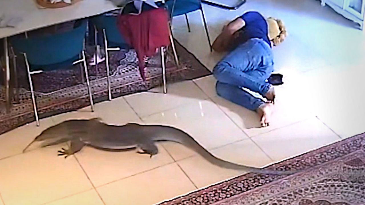 Malesia: Varano gigante si intrufola nel salotto di una casa Malesia: Varano gigante si intrufola nel salotto di una casa