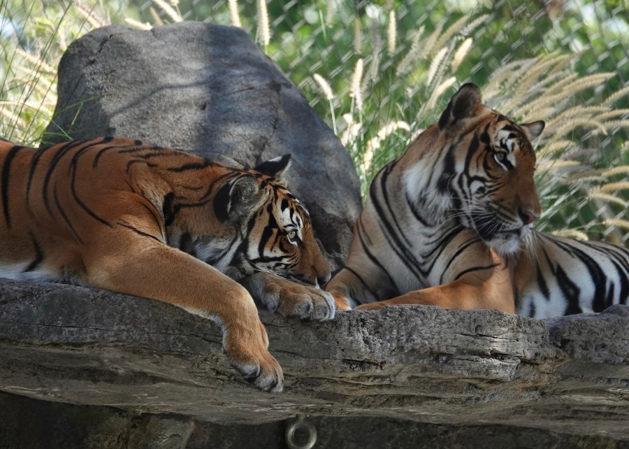 ABQ BioPark closes off Malayan tiger habitat to prep for breeding season