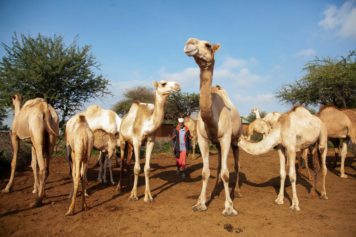 Drought forces Kenya's Maasai and other cattle herders to consider fish ... Drought forces Kenya's Maasai and other cattle herders to consider fish ...
