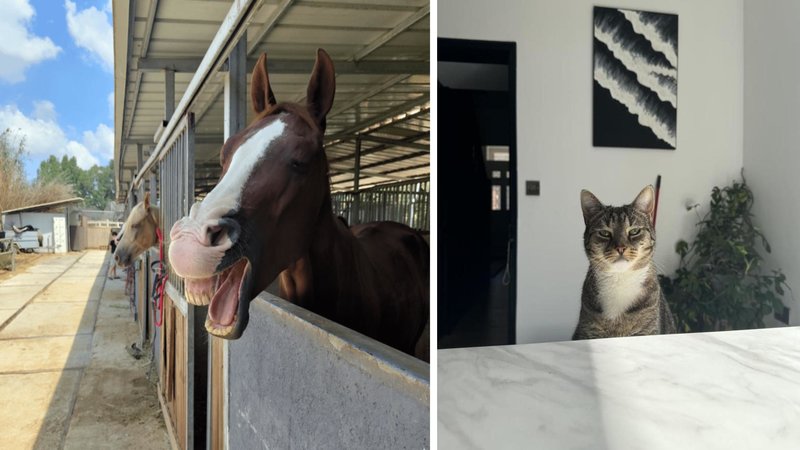 25 Goofy Animals Being Total Goobers