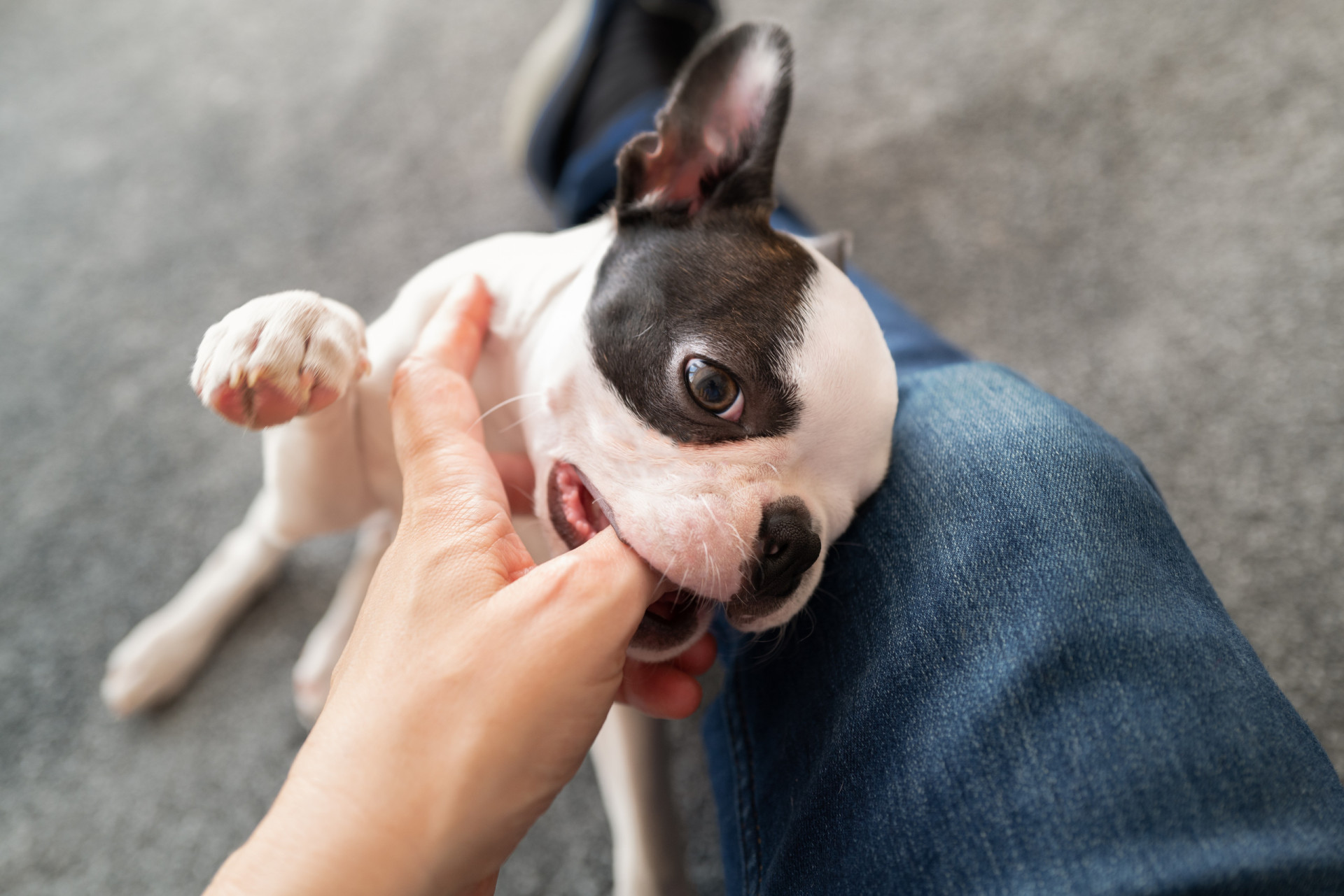 Decode your pup: strange dog behaviors explained