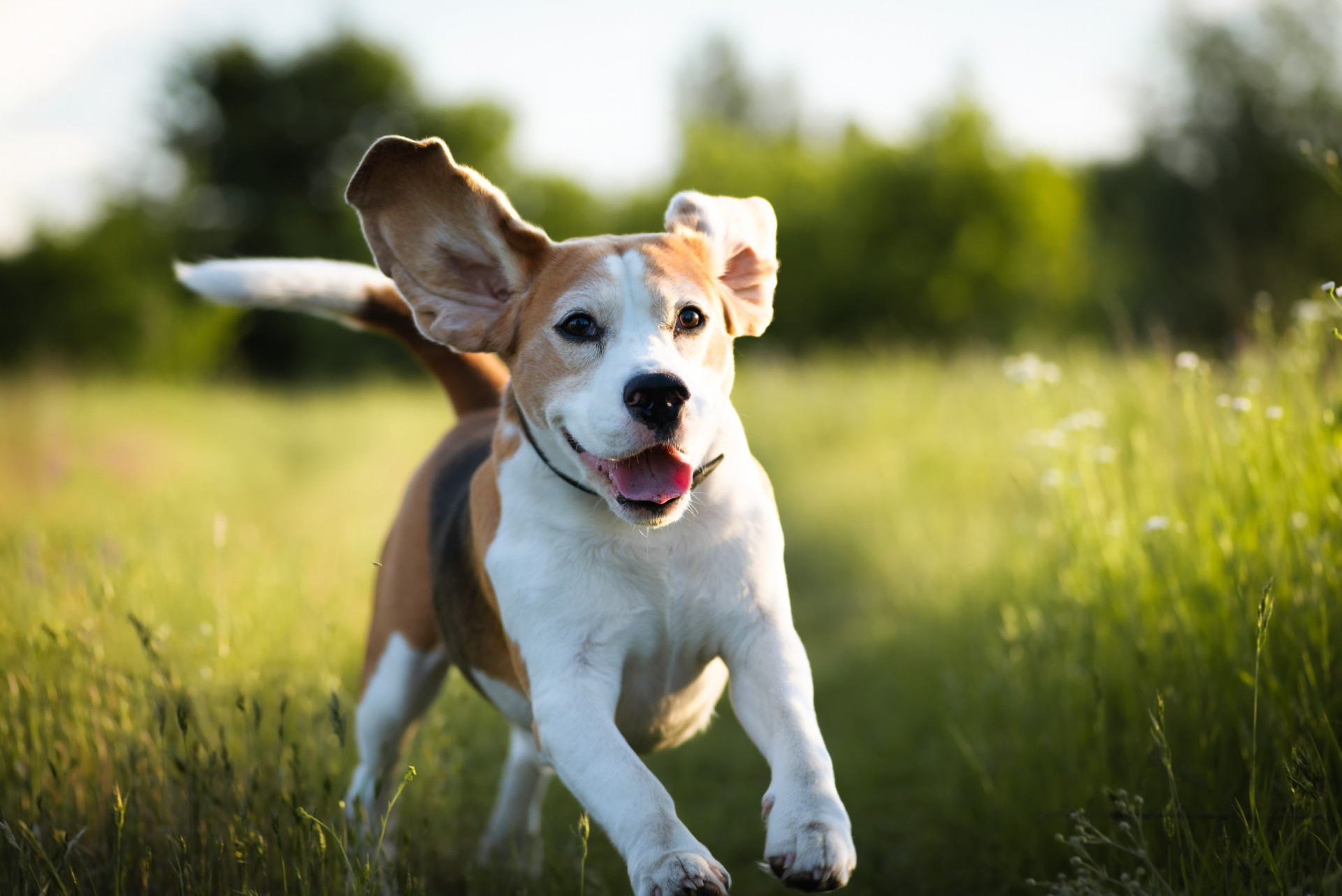 Decode your pup: strange dog behaviors explained