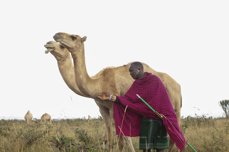Drought forces Kenya's Maasai and other cattle herders to consider fish ... Drought forces Kenya's Maasai and other cattle herders to consider fish ...