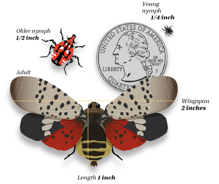 Spotting more spotted lanternflies in Ohio? Here's why, what to do if ...