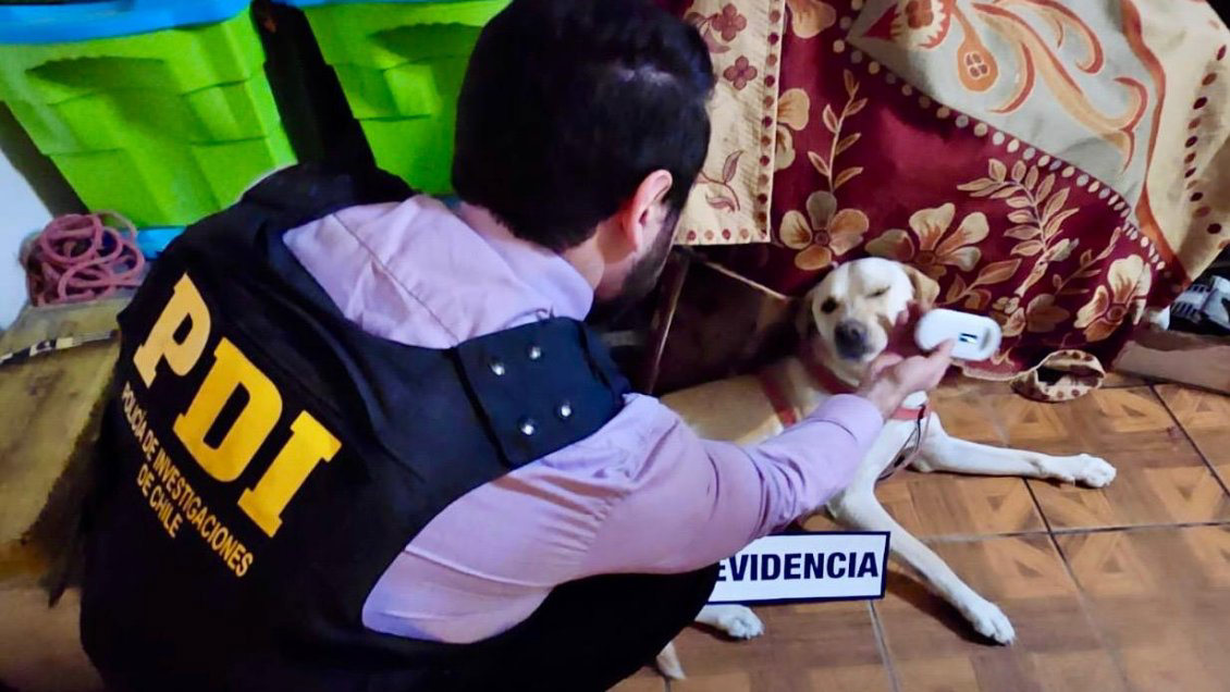 Tras denuncia ciudadana: PDI detuvo en Arica a imputado por maltrato animal Tras denuncia ciudadana: PDI detuvo en Arica a imputado por maltrato animal
