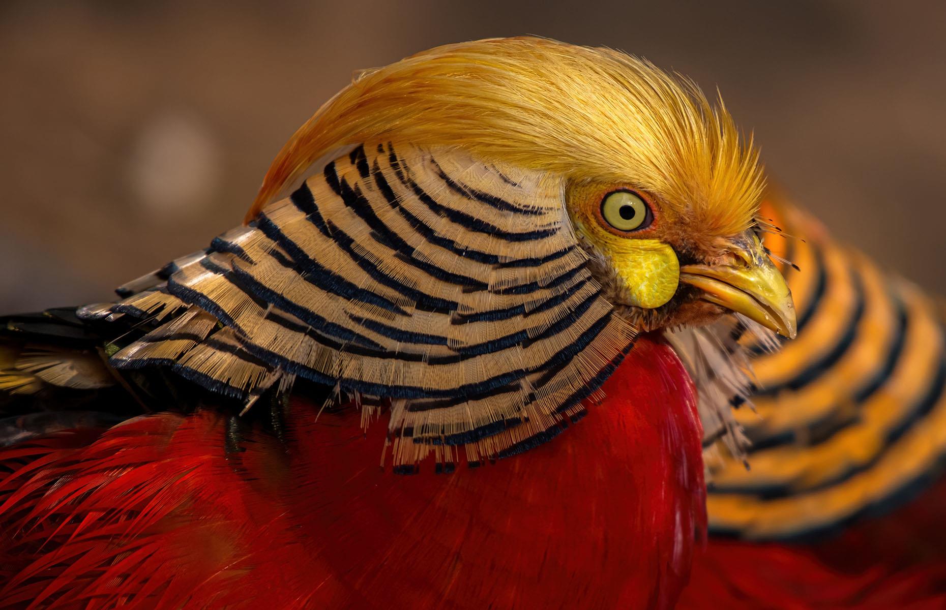 The world's most beautiful birds, ranked