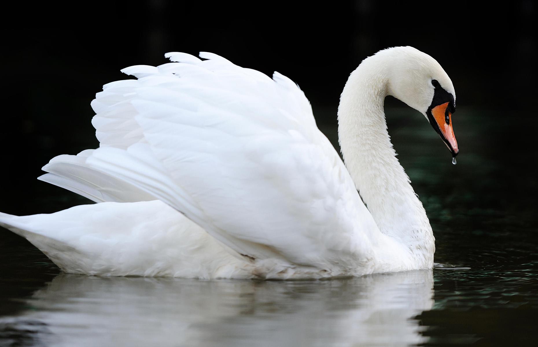 Which bird tops the list of the world's most beautiful?