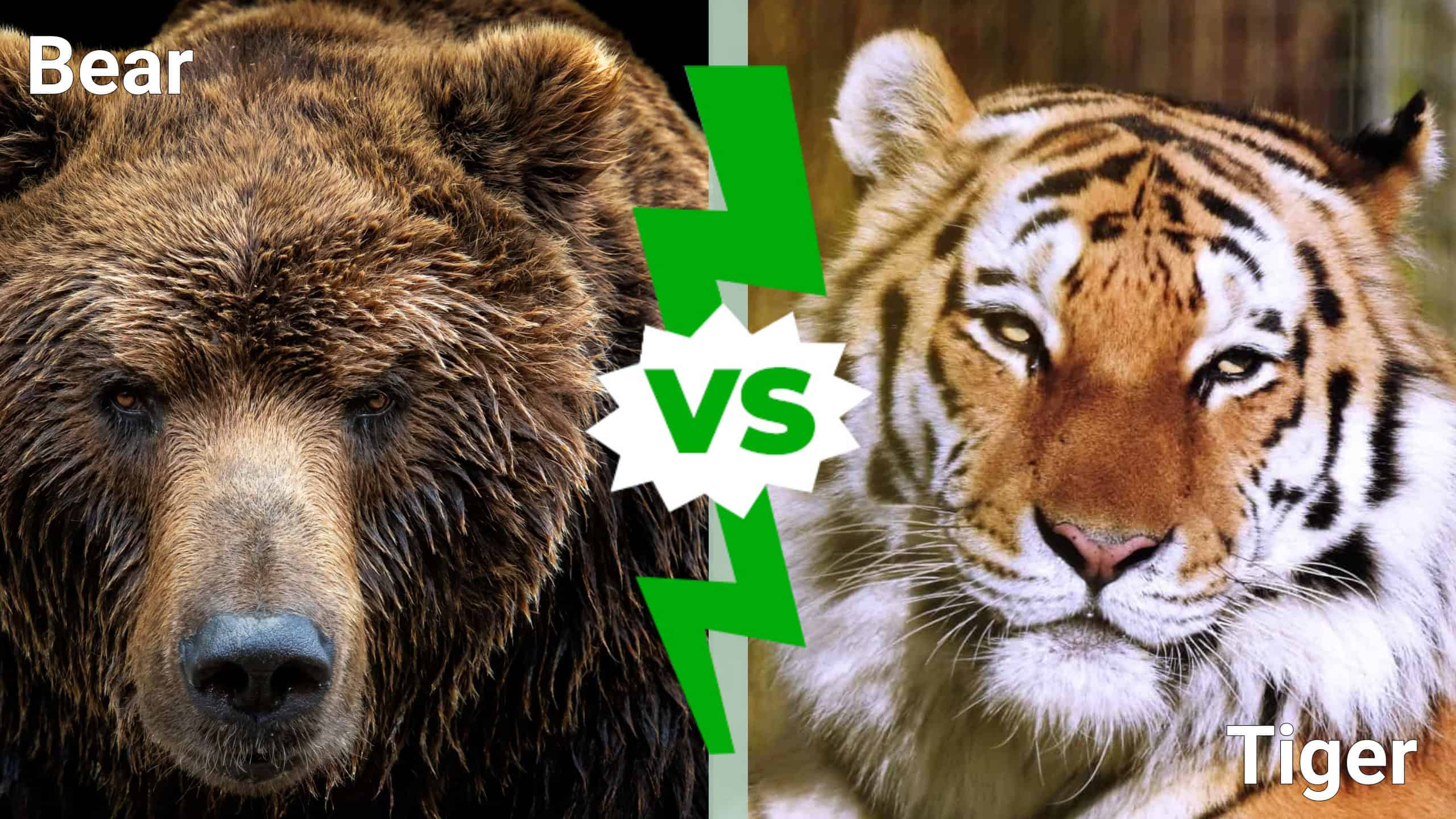 Natures Epic Showdowns: Bear vs Tiger, Who Would Win?