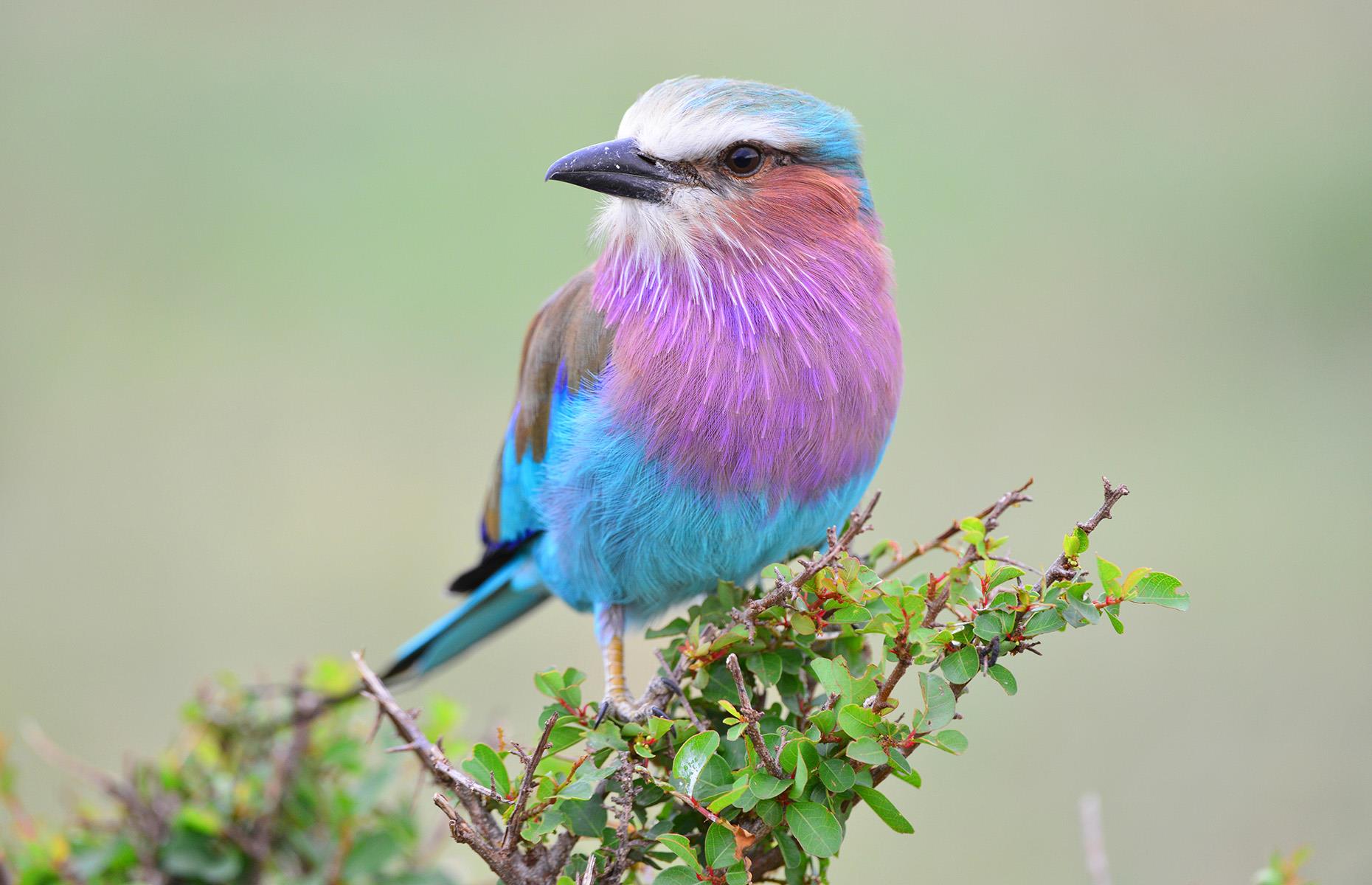 The world's most beautiful and colourful birds, ranked