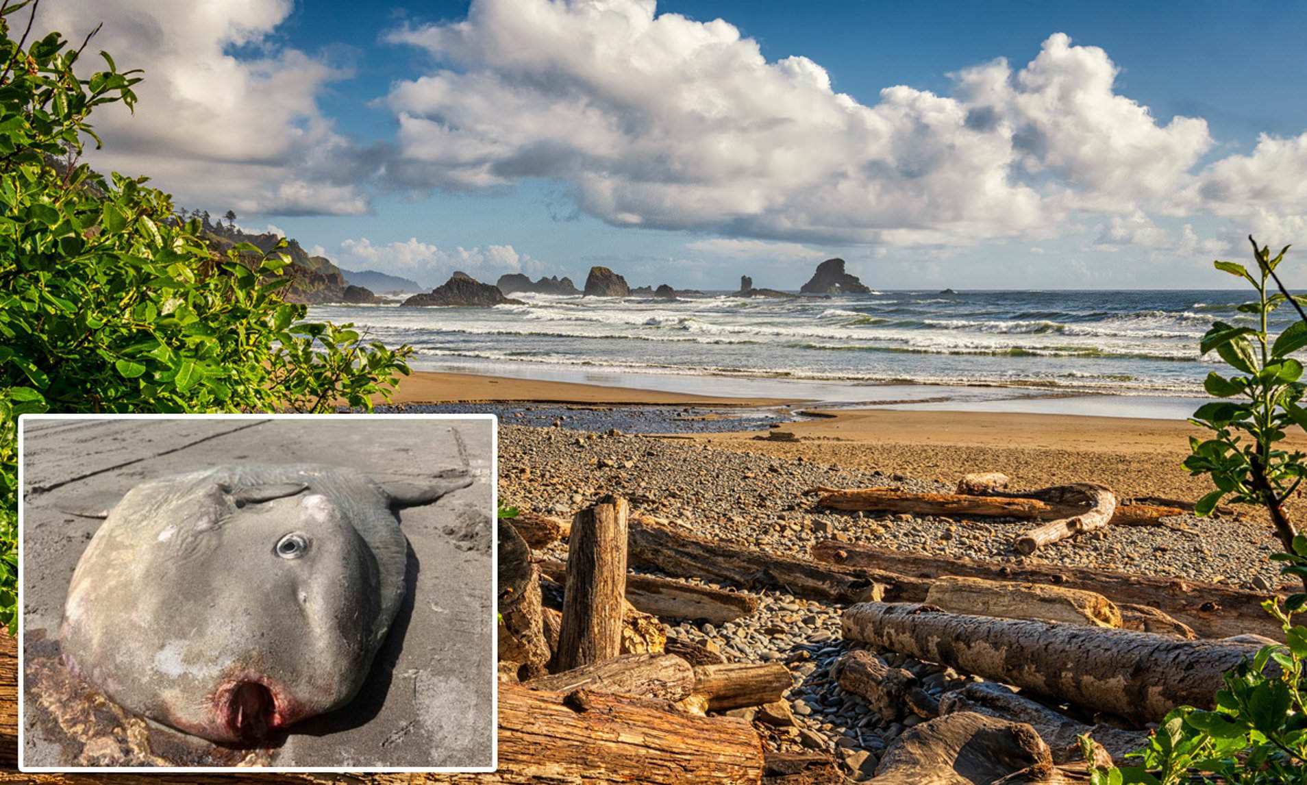 Mysterious sea creature washes up on remote coastline Mysterious sea creature washes up on remote coastline