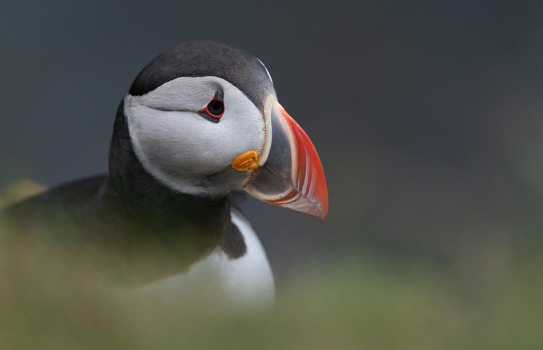 The world's most beautiful birds, ranked