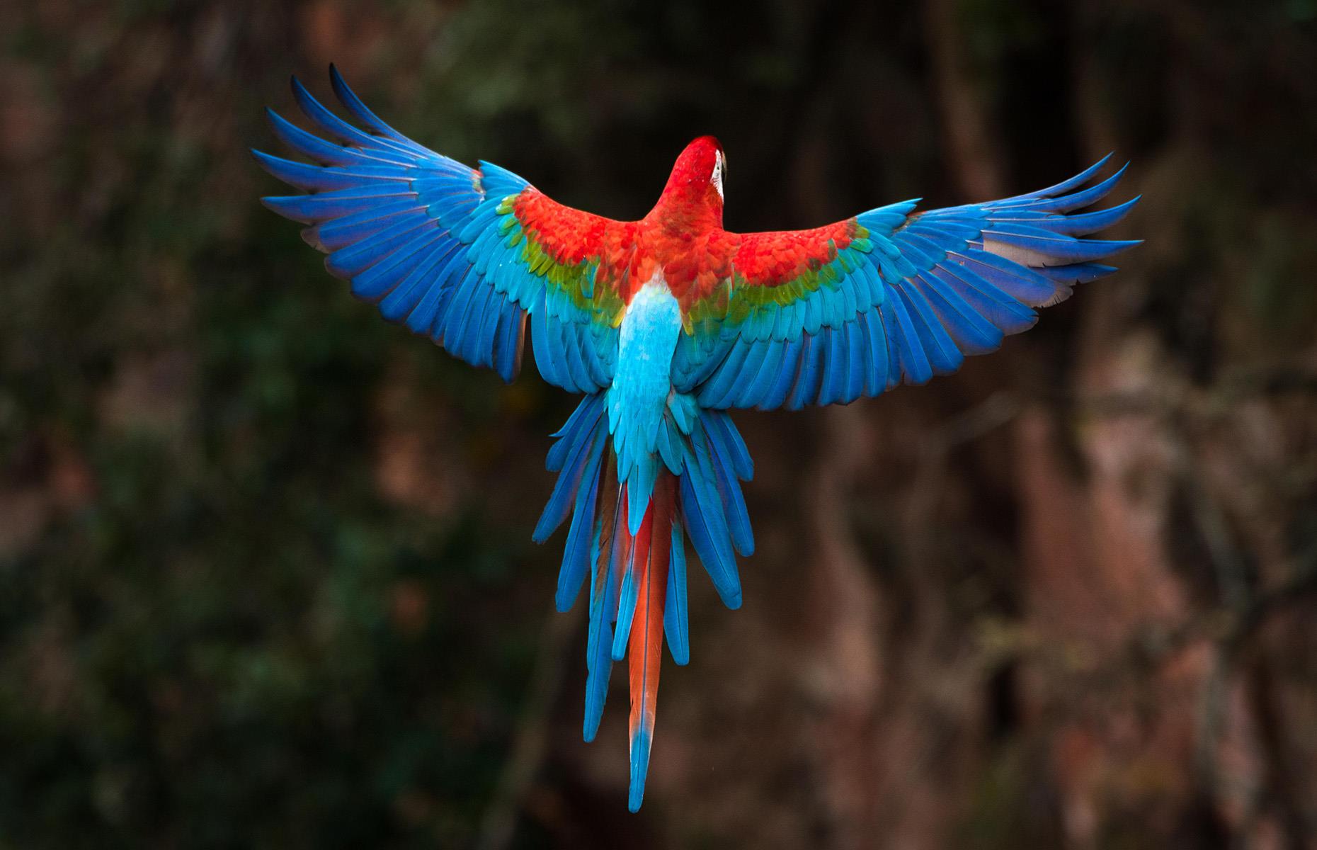 The most breathtaking, colourful birds in the world, ranked