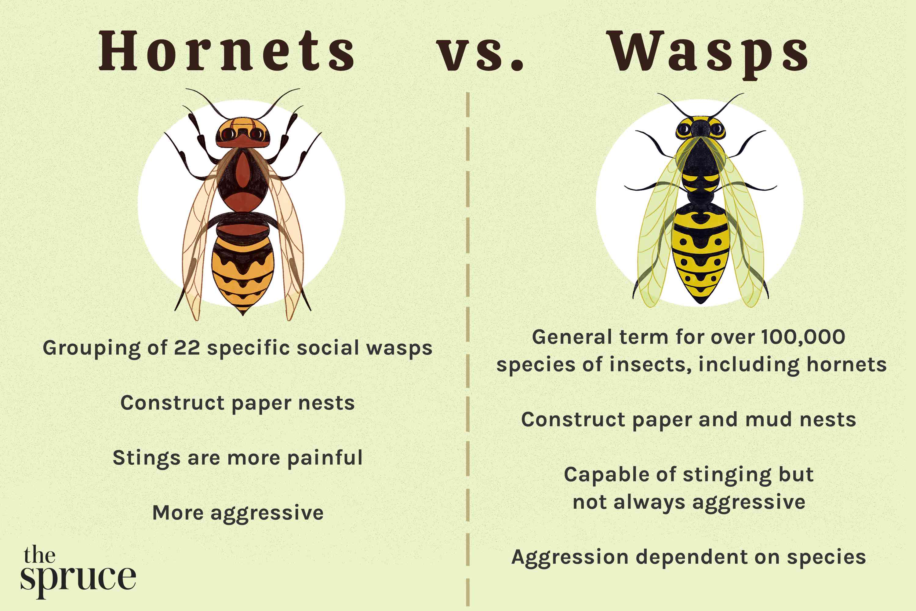 Hornet vs. Wasp: Here's How to Tell the Difference