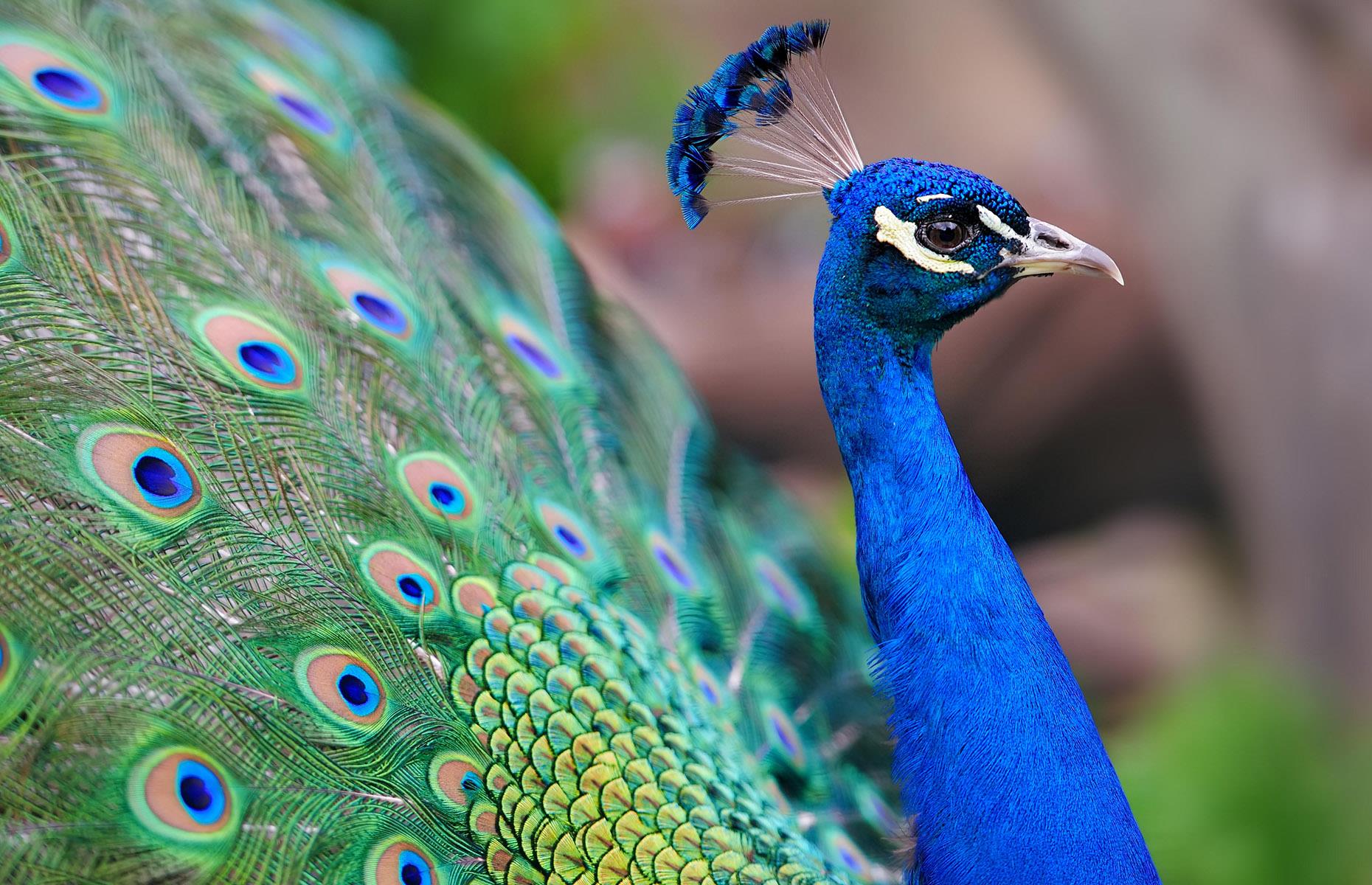 A ranking of the world's most colourful and magnificent birds