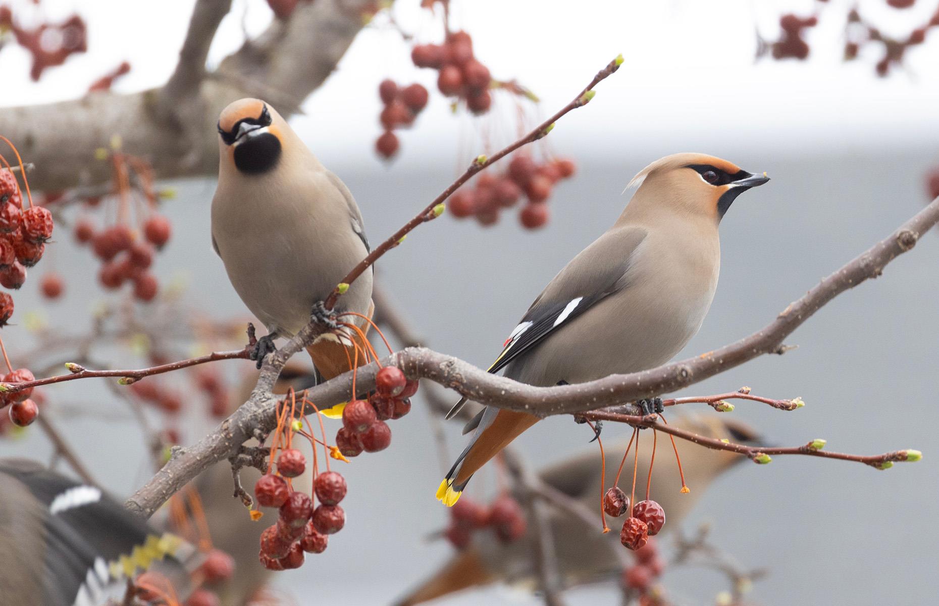 The most spectacular and colourful birds in the world, ranked