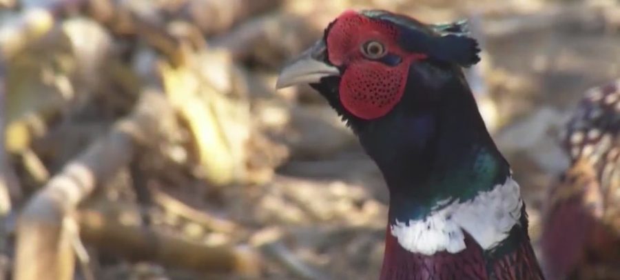 Iowa DNR reports second-highest pheasant harvest in nearly two decades