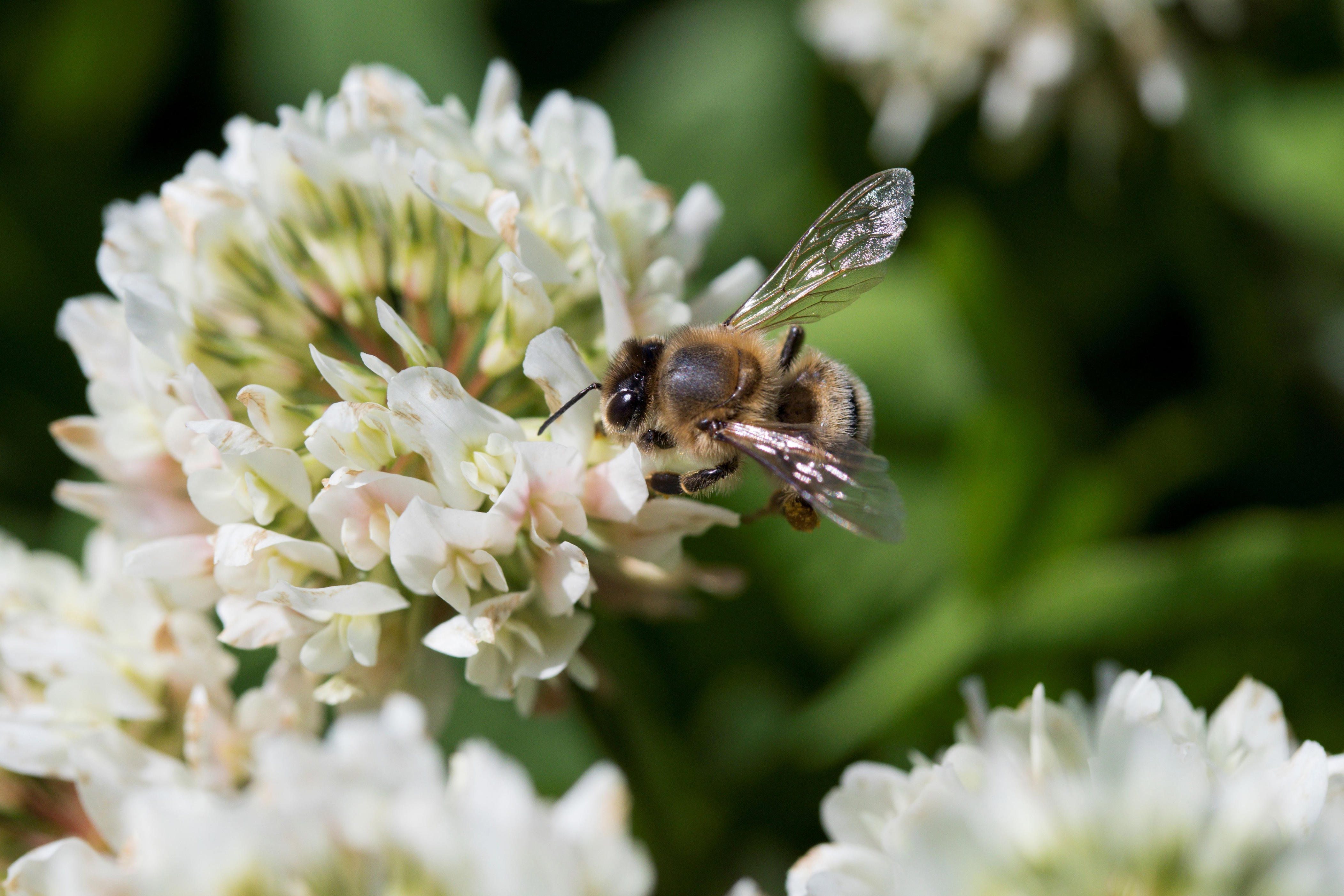 UL Lafayette, other Louisiana universities unite to Protect pollinators ...