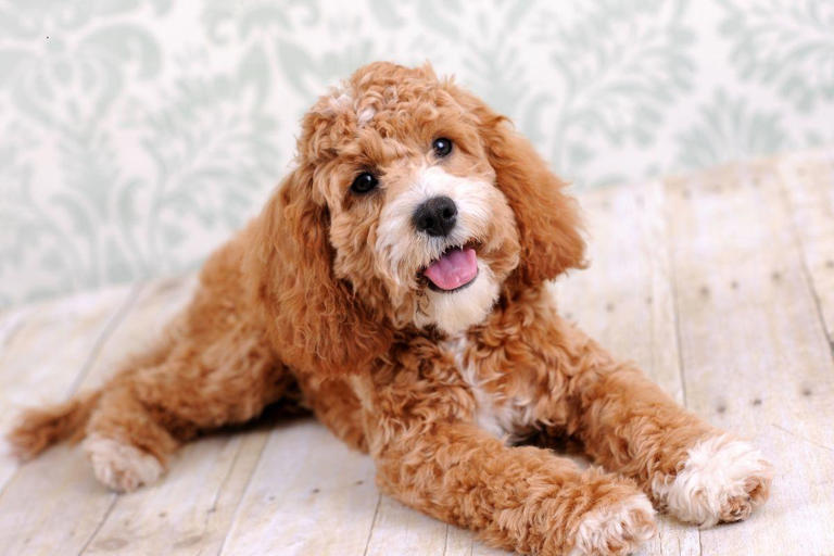 Dog crossbreeds 2025: These are the top 10 most popular adorable dog ...