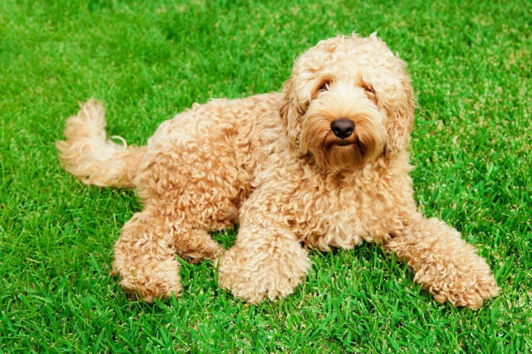 Dog crossbreeds 2025: These are the top 10 most popular adorable dog ...