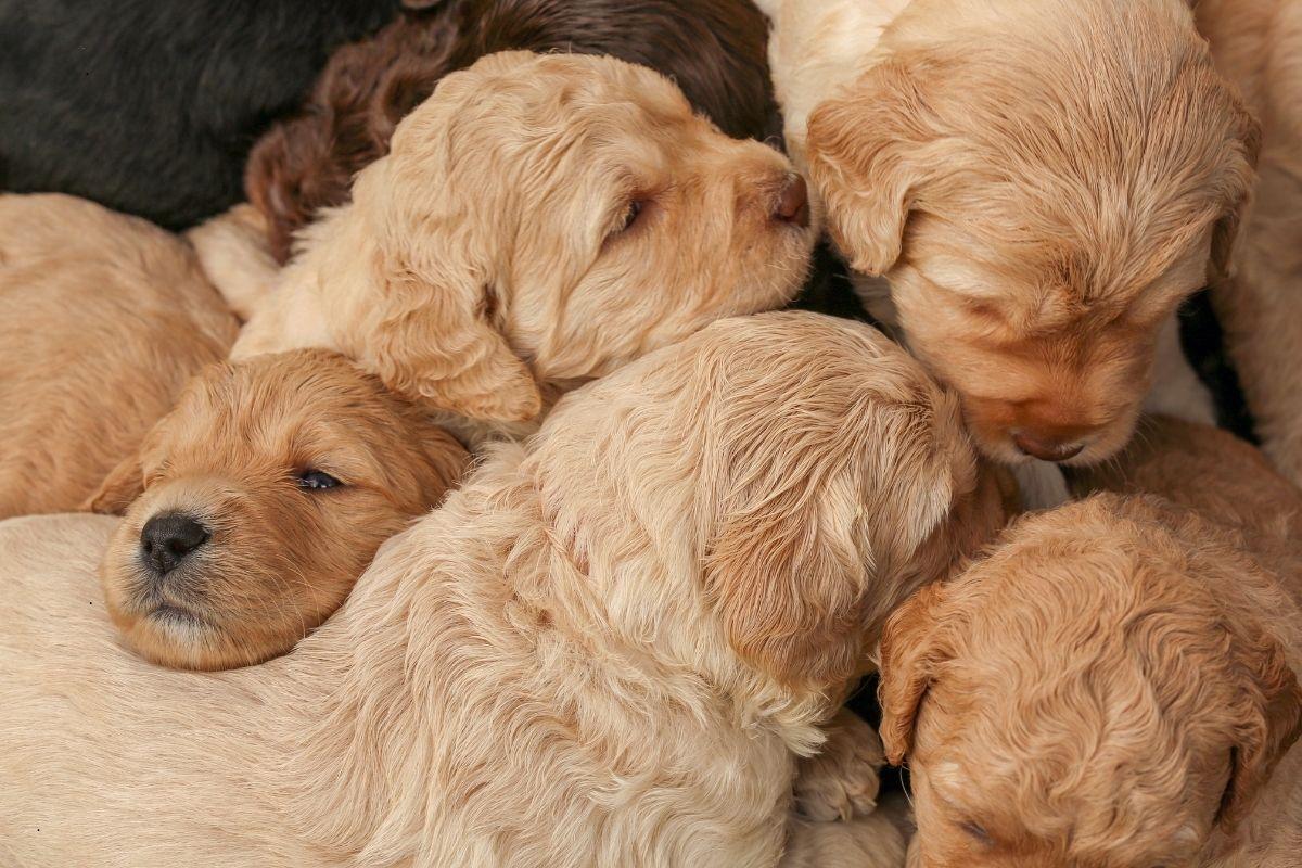 Top Dog Crossbreeds: These are the 10 most popular adorable dog crosses ...