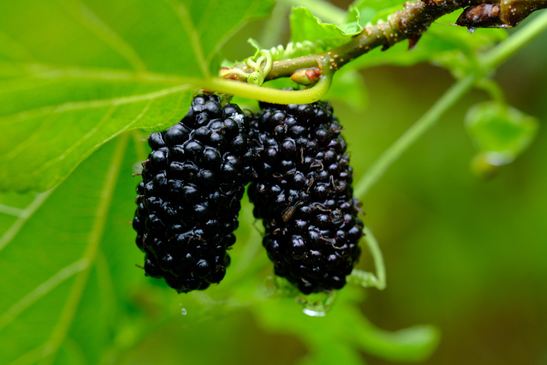 The most dazzling natural dyes of the ancient world